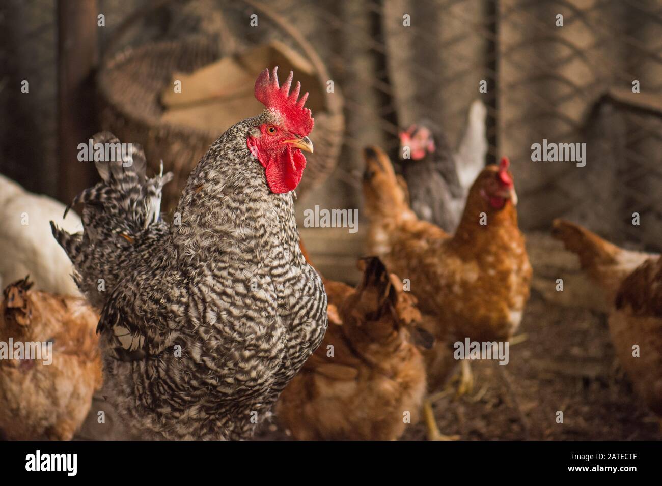 Hens in hen house. Chicken in hen house. Bio chickens on a home farm ...