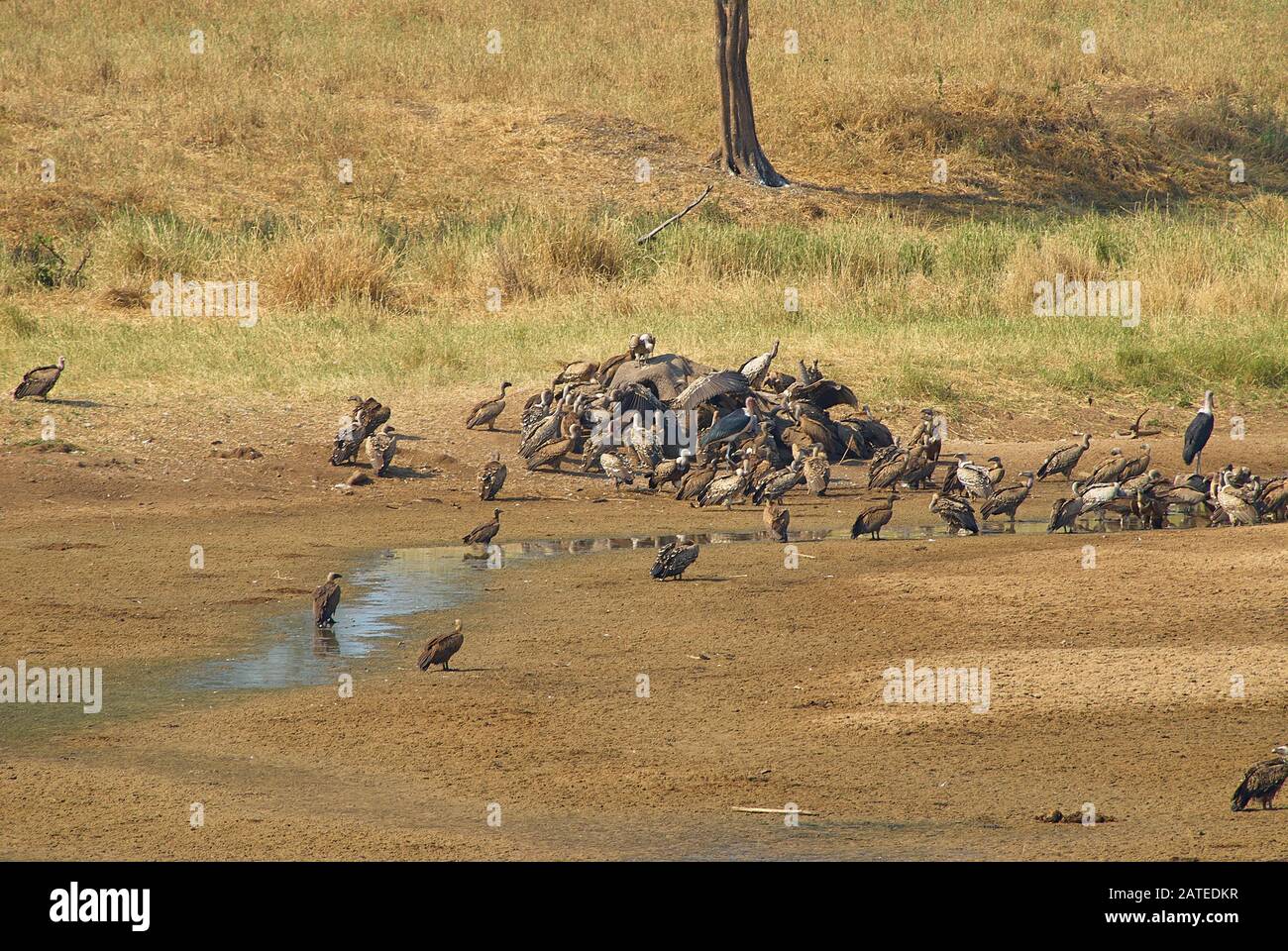 An elephant carcass, covered with vultures Stock Photo - Alamy