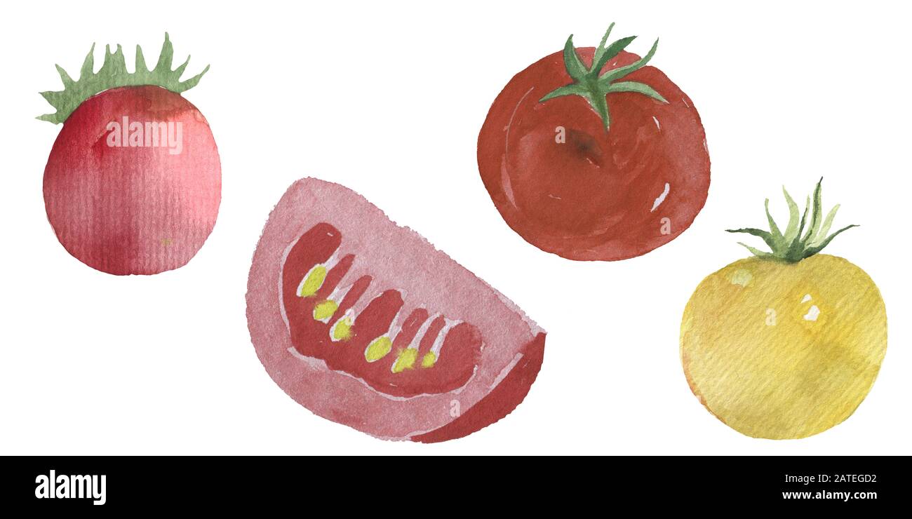 Big set of sketched tomato. Great set of hand drawn tomatoes isolated ...