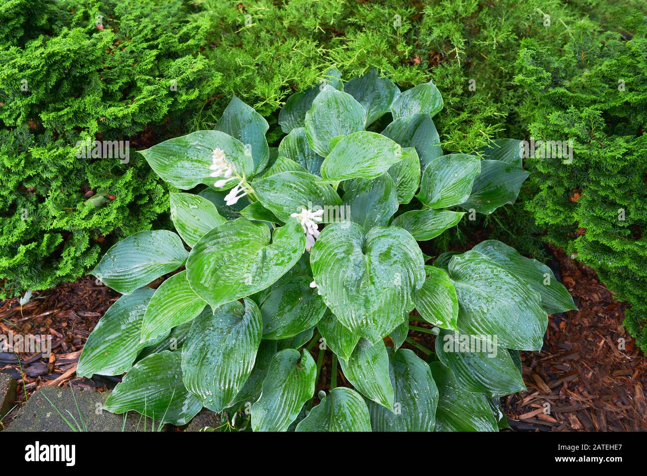 A specimen plant of a ribbed hosta in a midwest garden Stock Photo - Alamy