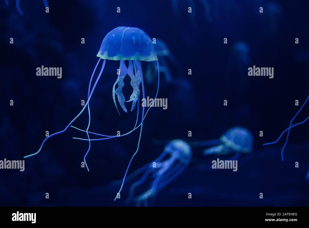 Box Jellyfish Tattoo Men
