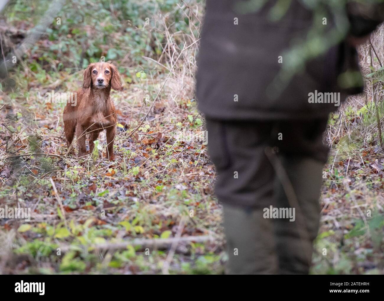 Working Cocker Spaniel Dog Stock Photo - Alamy