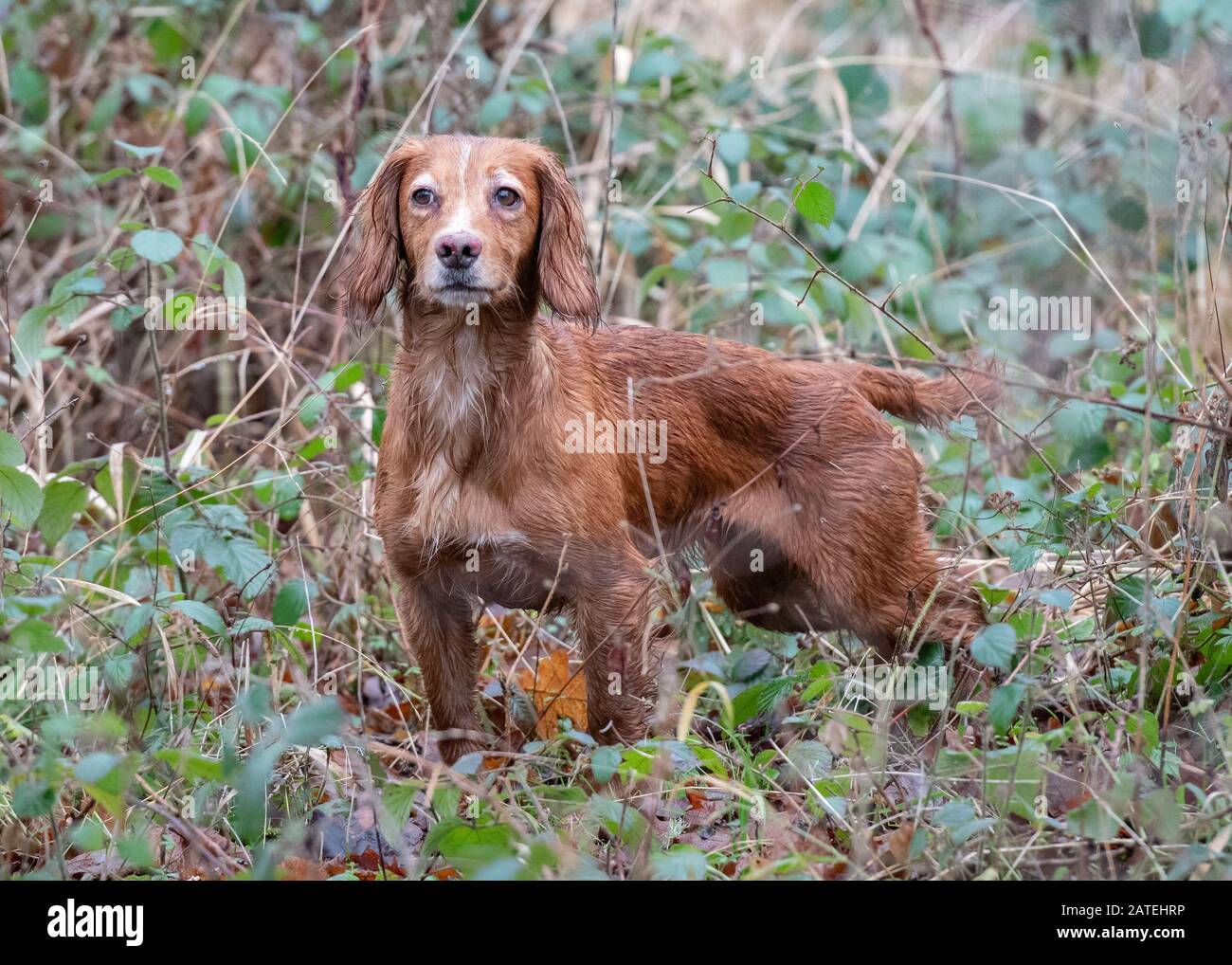 Working Cocker Spaniel Dog Stock Photo - Alamy