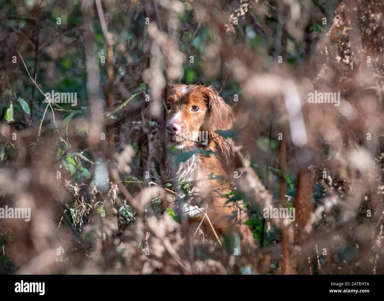 Working Cocker Spaniel Dog Stock Photo - Alamy