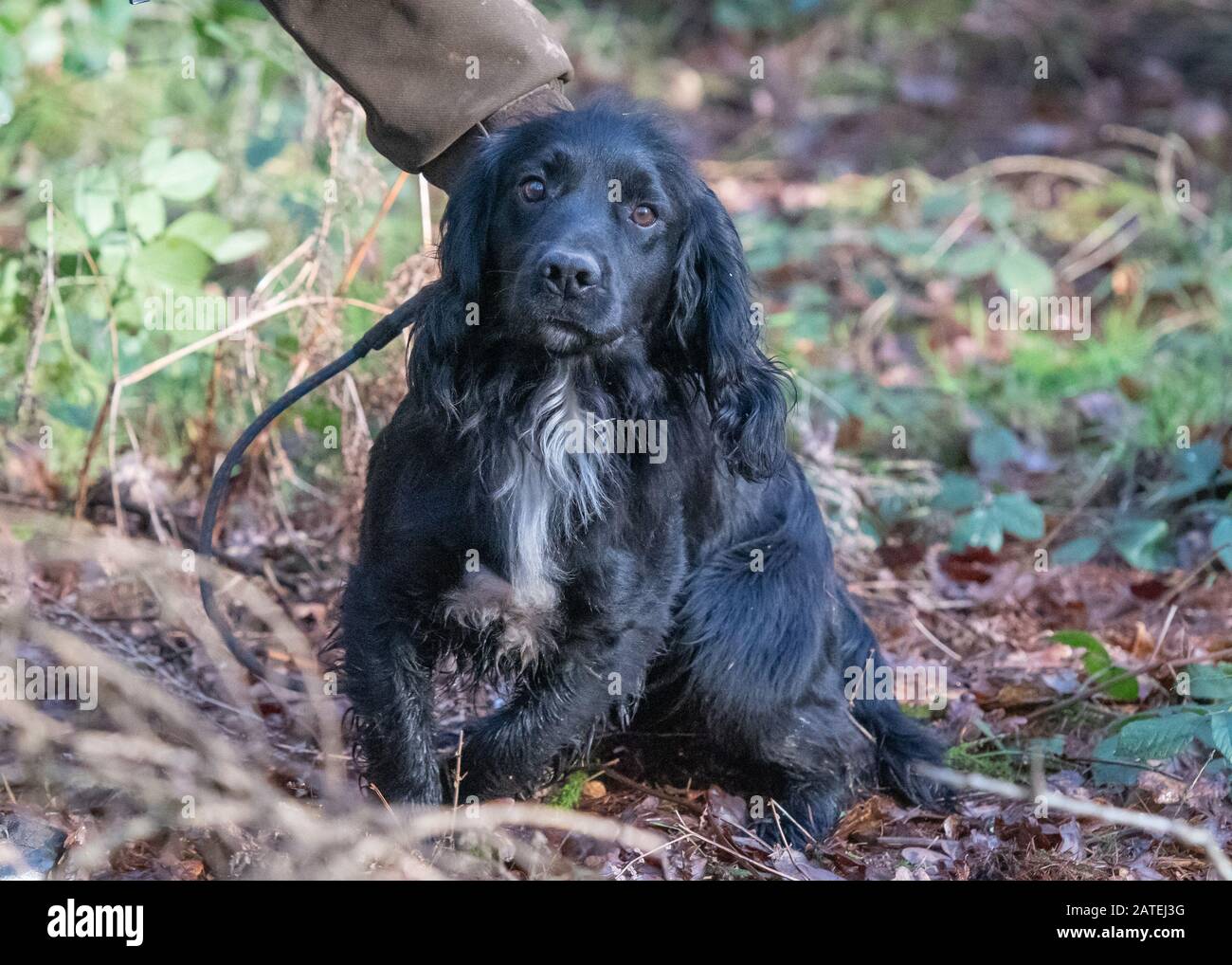 Working Cocker Spaniel Dog Stock Photo - Alamy