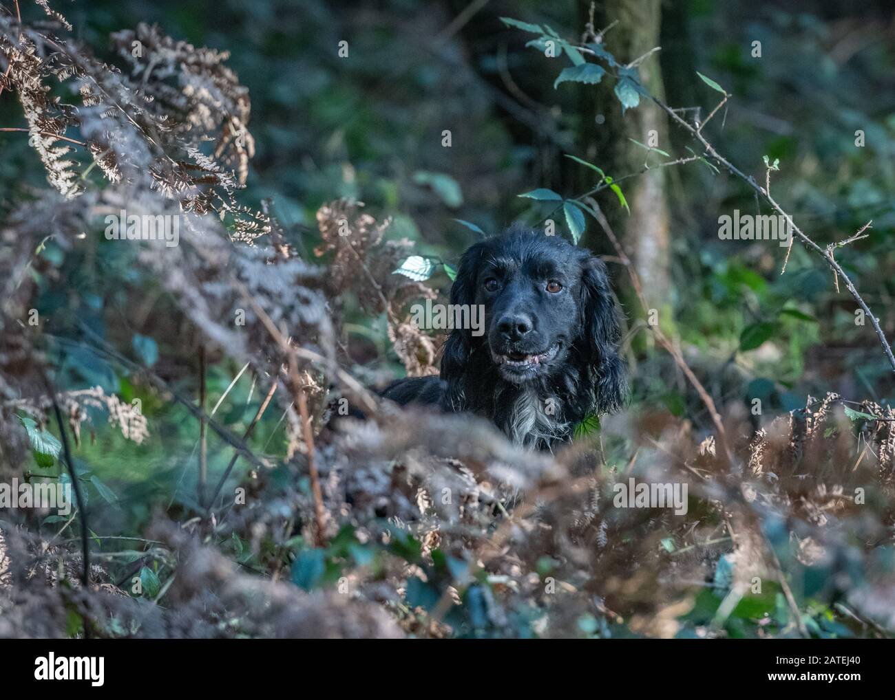 Working Cocker Spaniel Dog Stock Photo - Alamy
