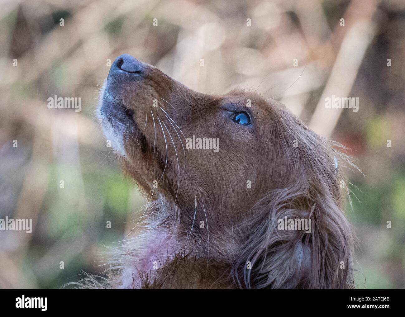 Working Cocker Spaniel Dog Stock Photo - Alamy