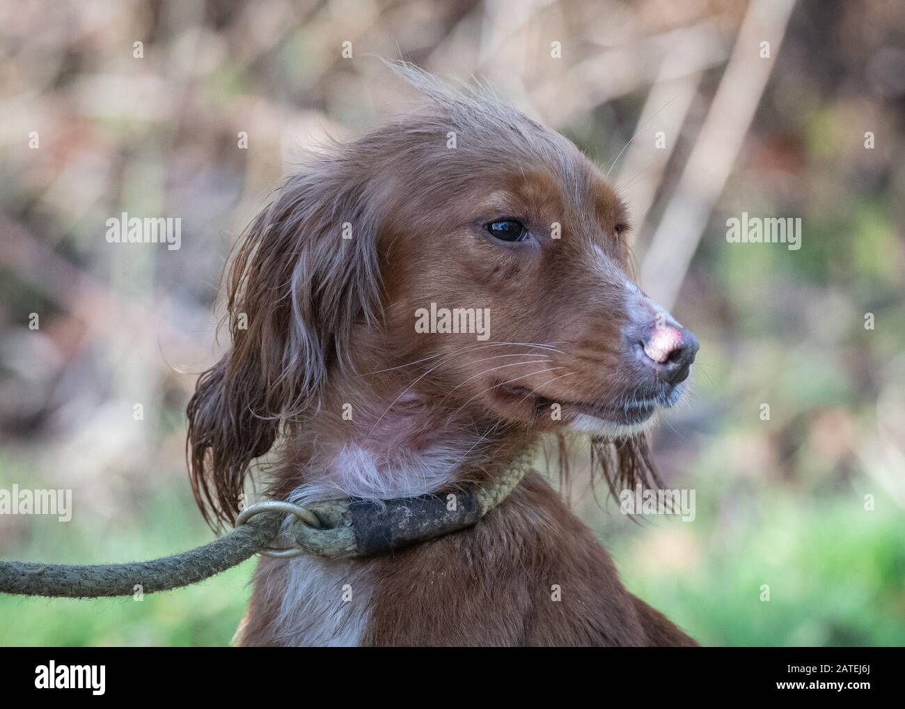 Working Cocker Spaniel Dog Stock Photo - Alamy