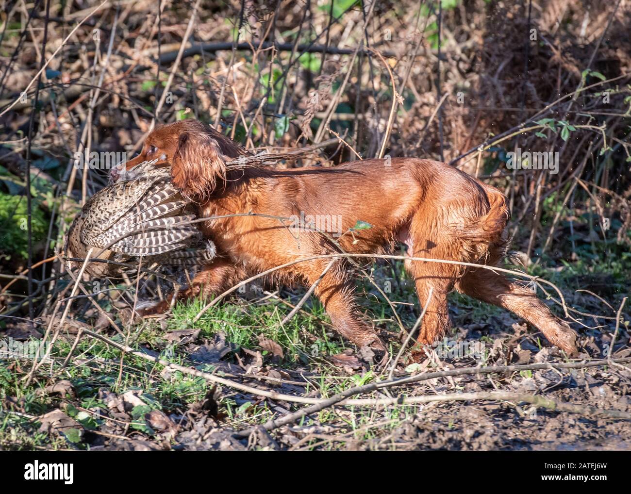 Working Cocker Spaniel Dog Stock Photo - Alamy
