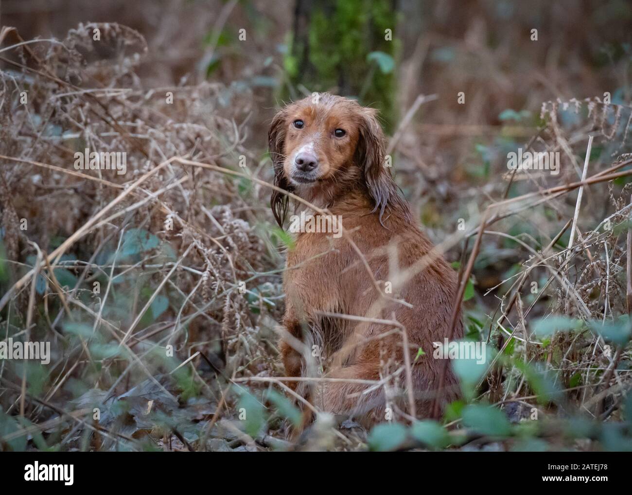 Working Cocker Spaniel Dog Stock Photo - Alamy