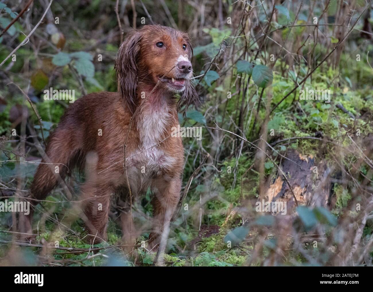 Working Cocker Spaniel Dog Stock Photo - Alamy