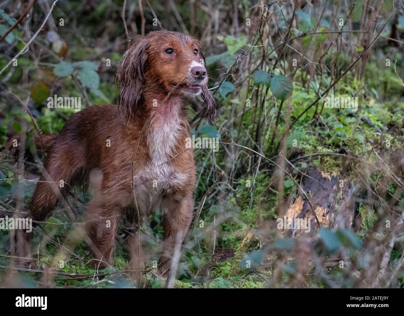 Working Cocker Spaniel Dog Stock Photo - Alamy