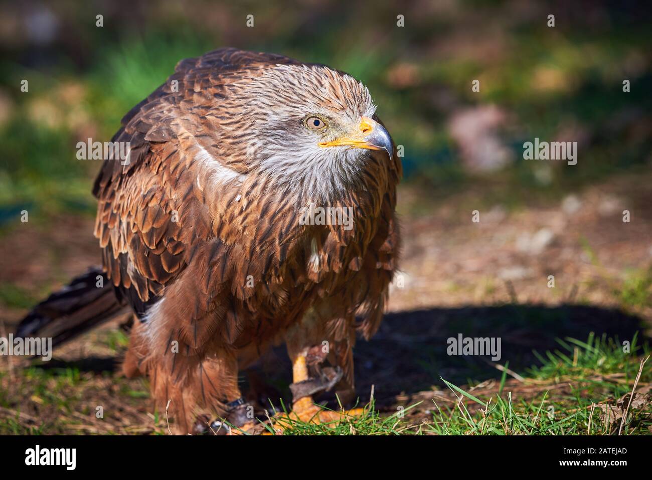 Black Kite Closeup (Milvus migrans) Falconry Stock Photo - Alamy