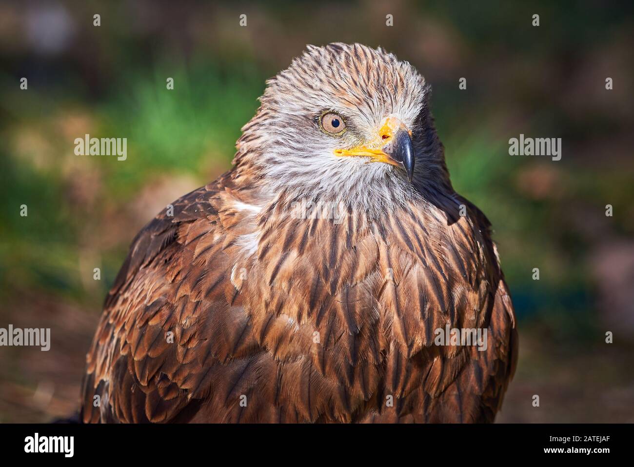 Black Kite Closeup (Milvus migrans) Falconry Stock Photo - Alamy