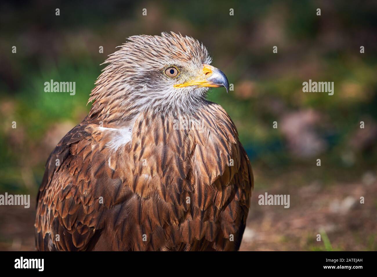 Black Kite Closeup (Milvus migrans) Falconry Stock Photo - Alamy