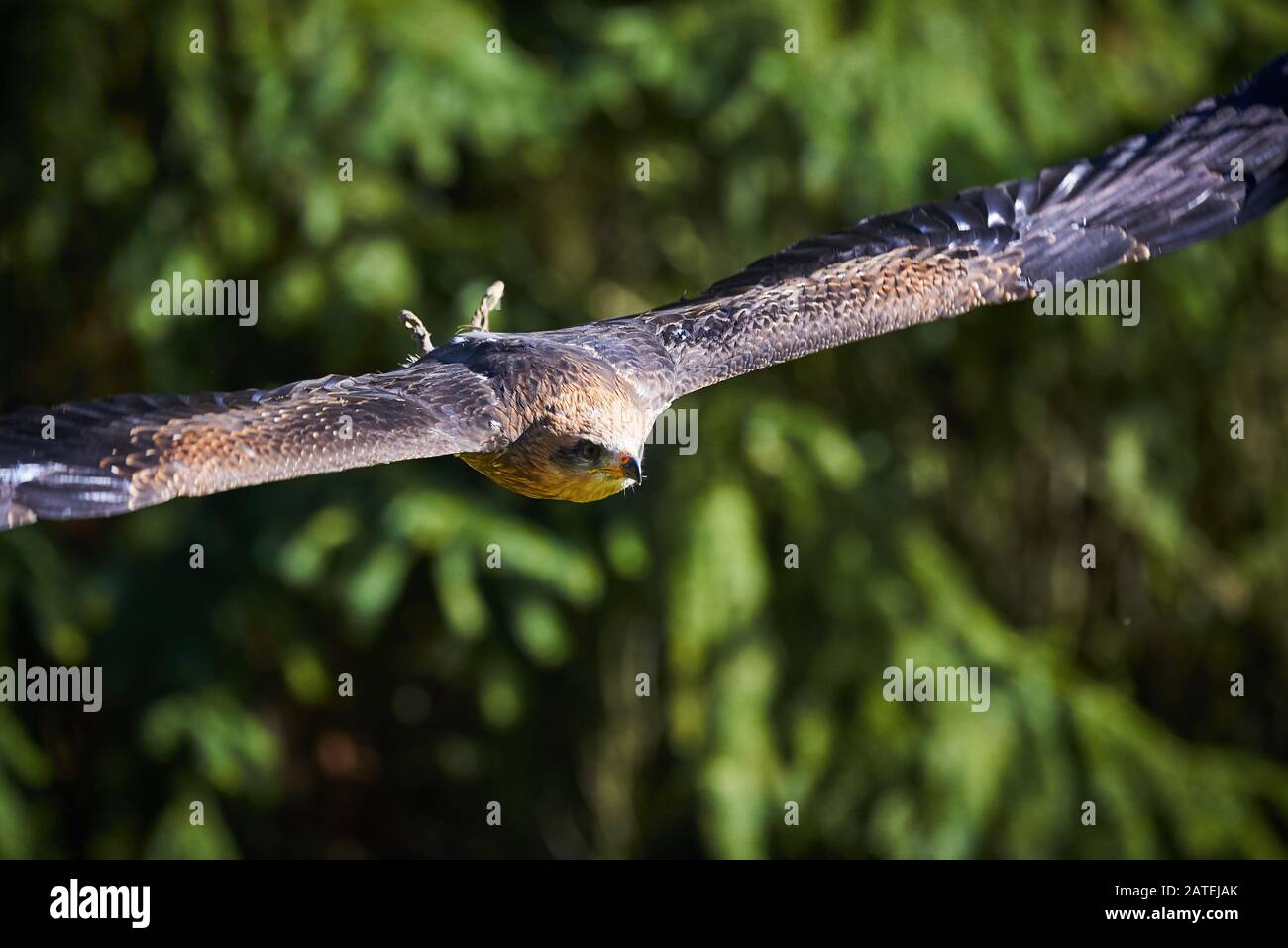 Black Kite in flight (Milvus migrans) Falconry Stock Photo - Alamy
