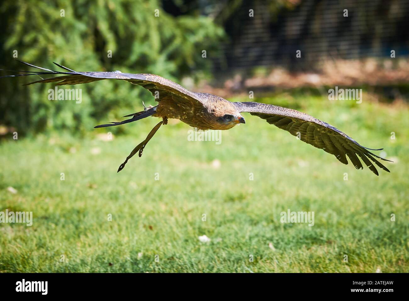 Black Kite in flight (Milvus migrans) Falconry Stock Photo - Alamy