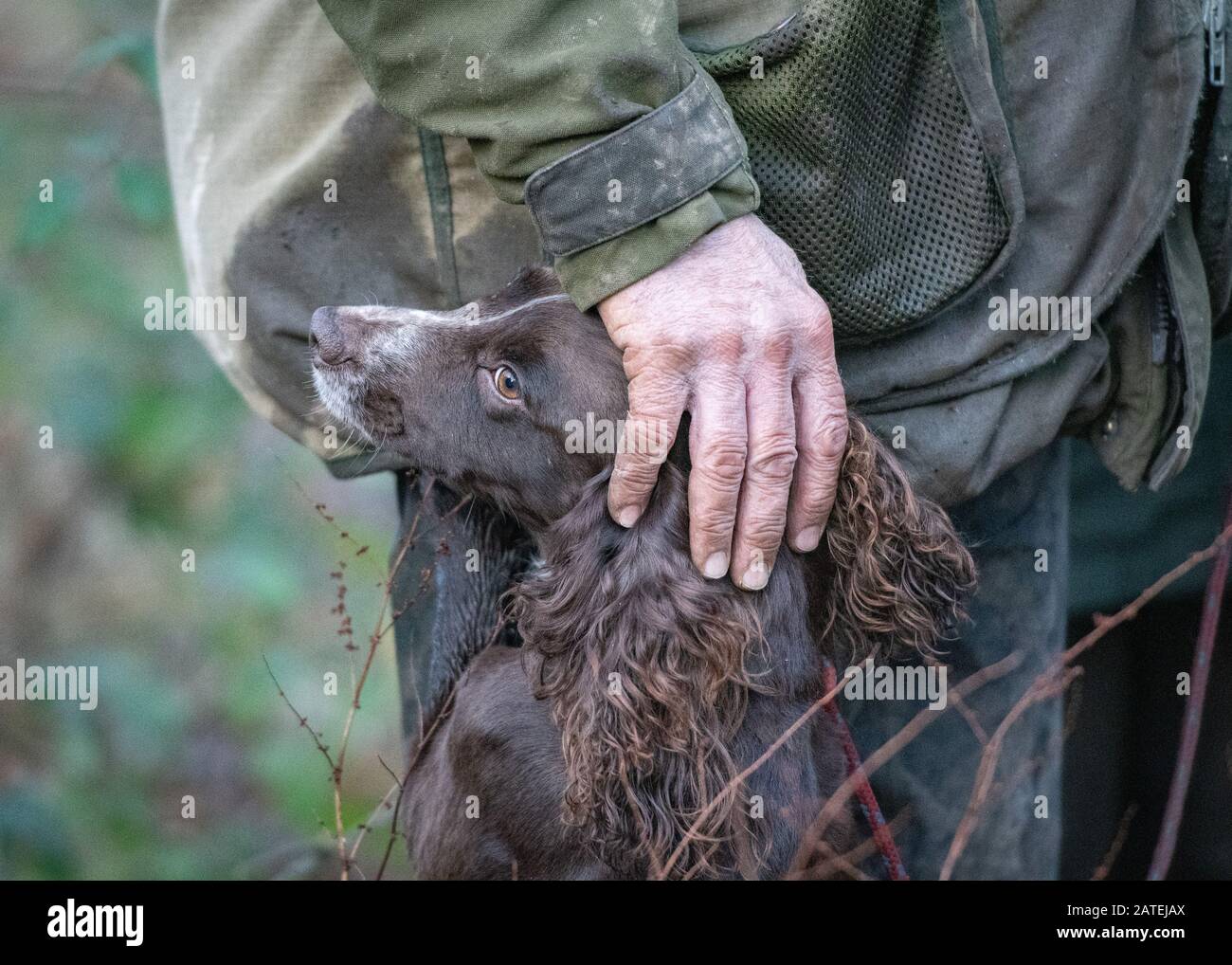 Working Cocker Spaniel Dog Stock Photo - Alamy