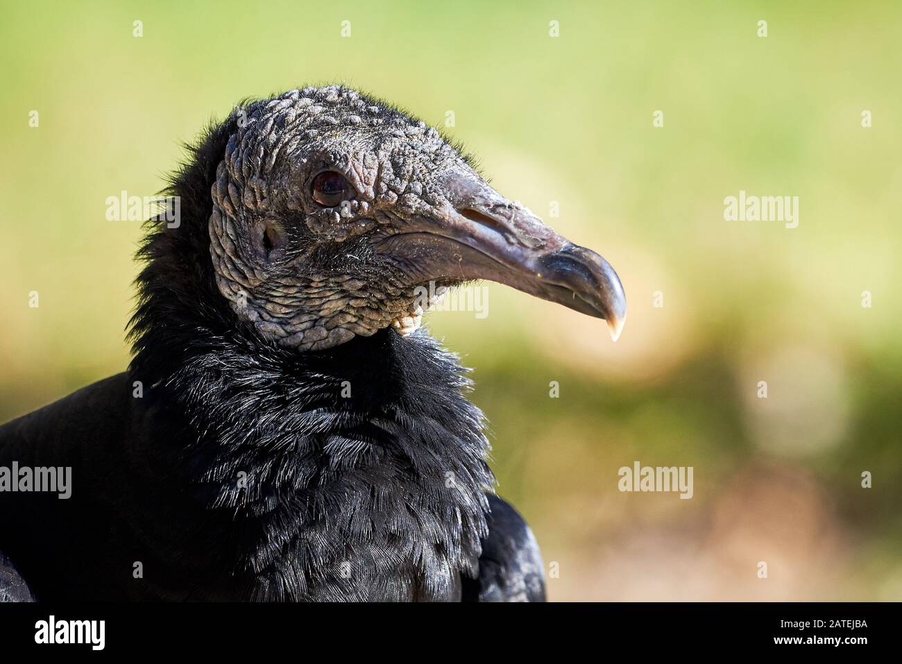 Black Vulture Head Closeup (Coragyps atratus Stock Photo - Alamy