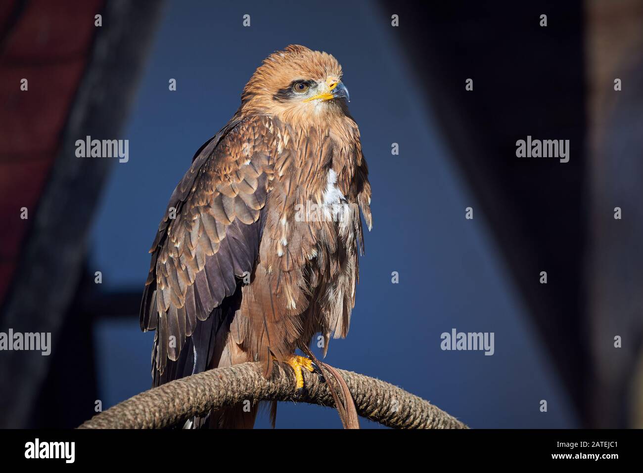 Black Kite Closeup (Milvus migrans) Falconry Stock Photo - Alamy