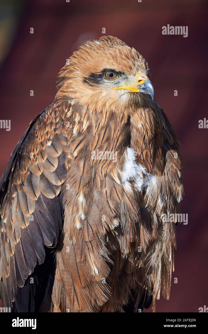 Black Kite Closeup (Milvus migrans) Falconry Stock Photo - Alamy
