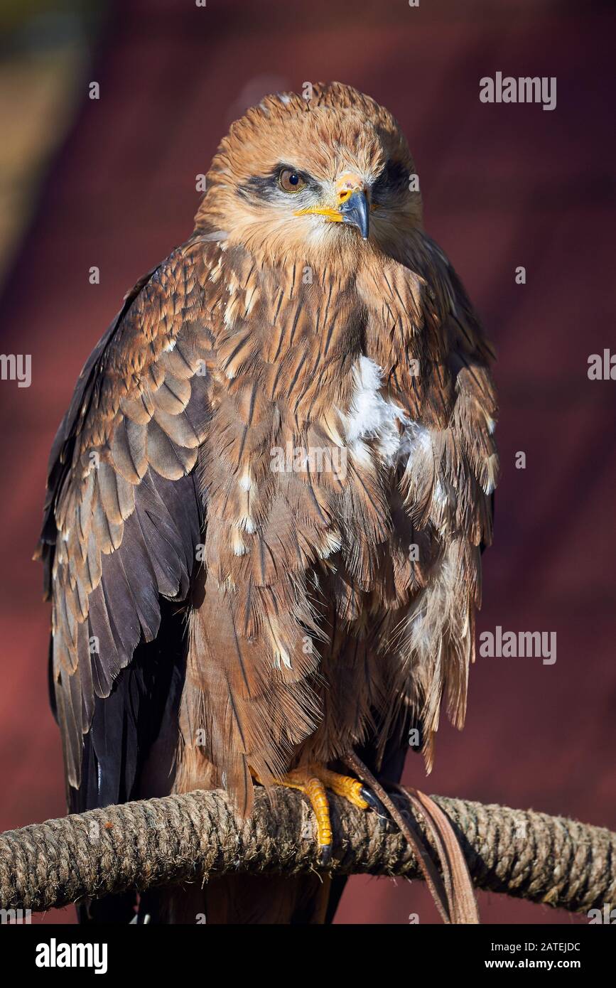Black Kite Closeup (Milvus migrans) Falconry Stock Photo - Alamy