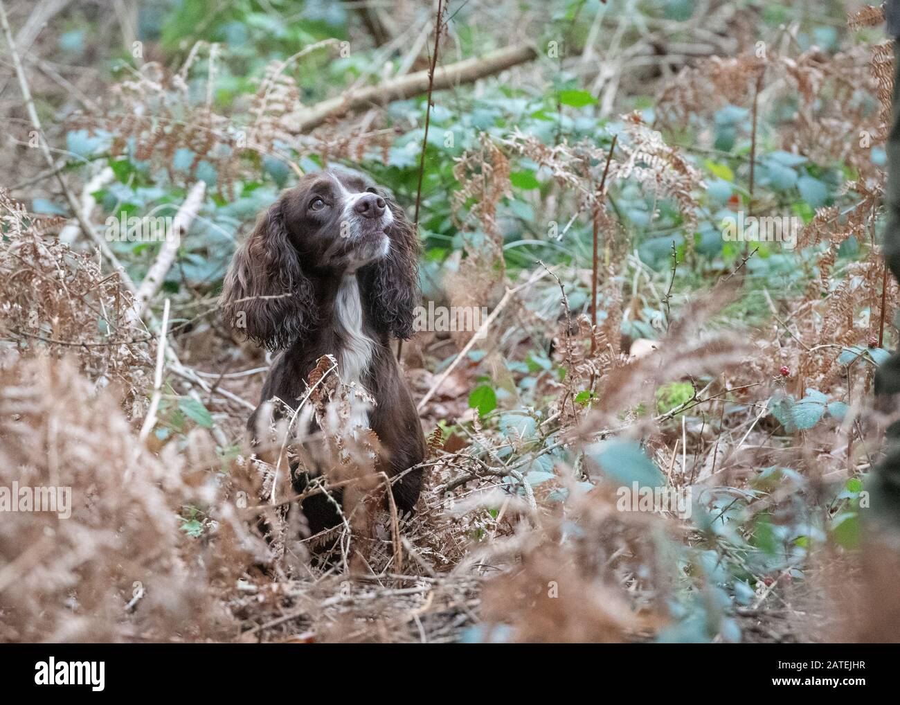 Cocker spaniel club hi-res stock photography and images - Alamy