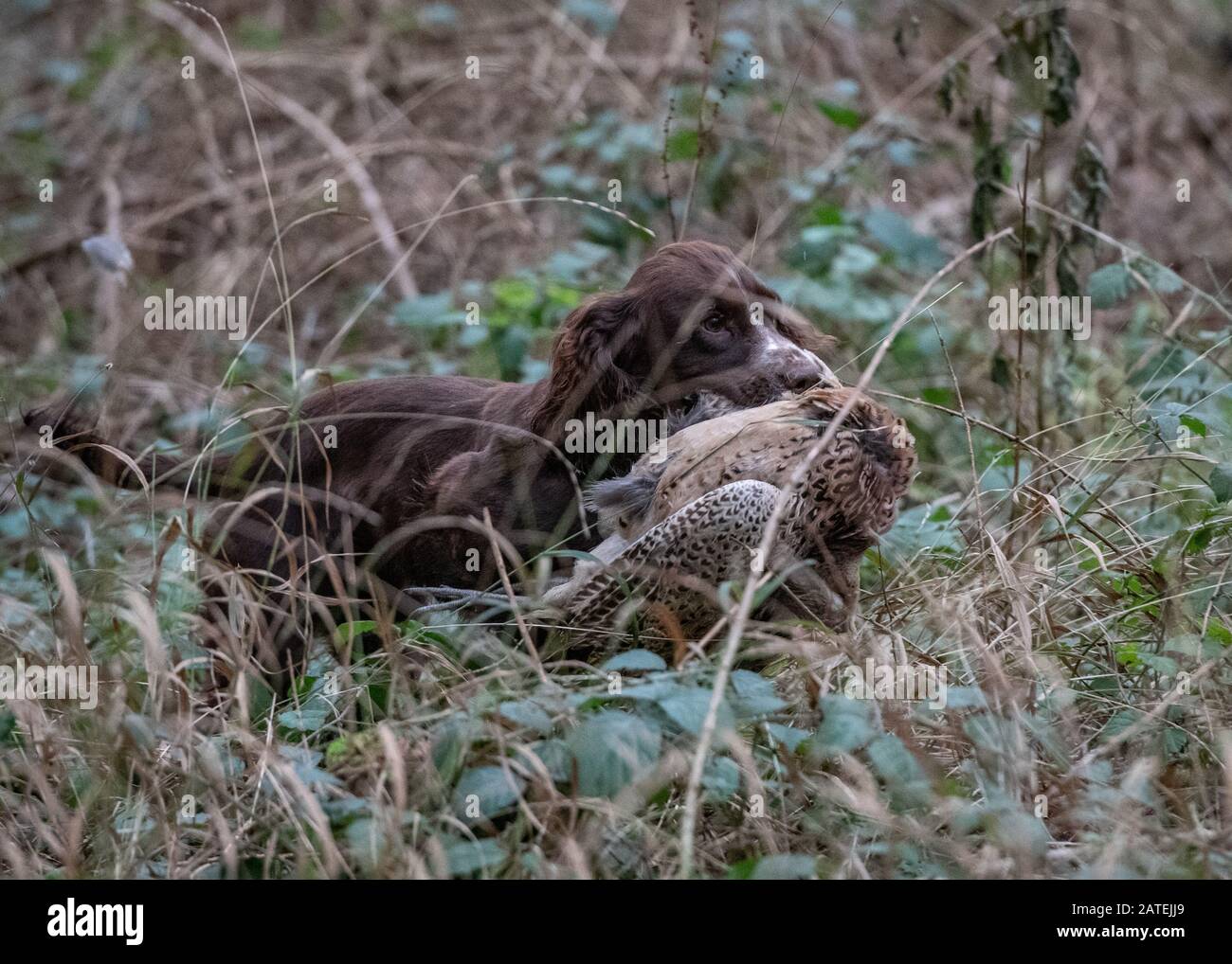 Working Cocker Spaniel High Resolution Stock Photography and Images - Alamy