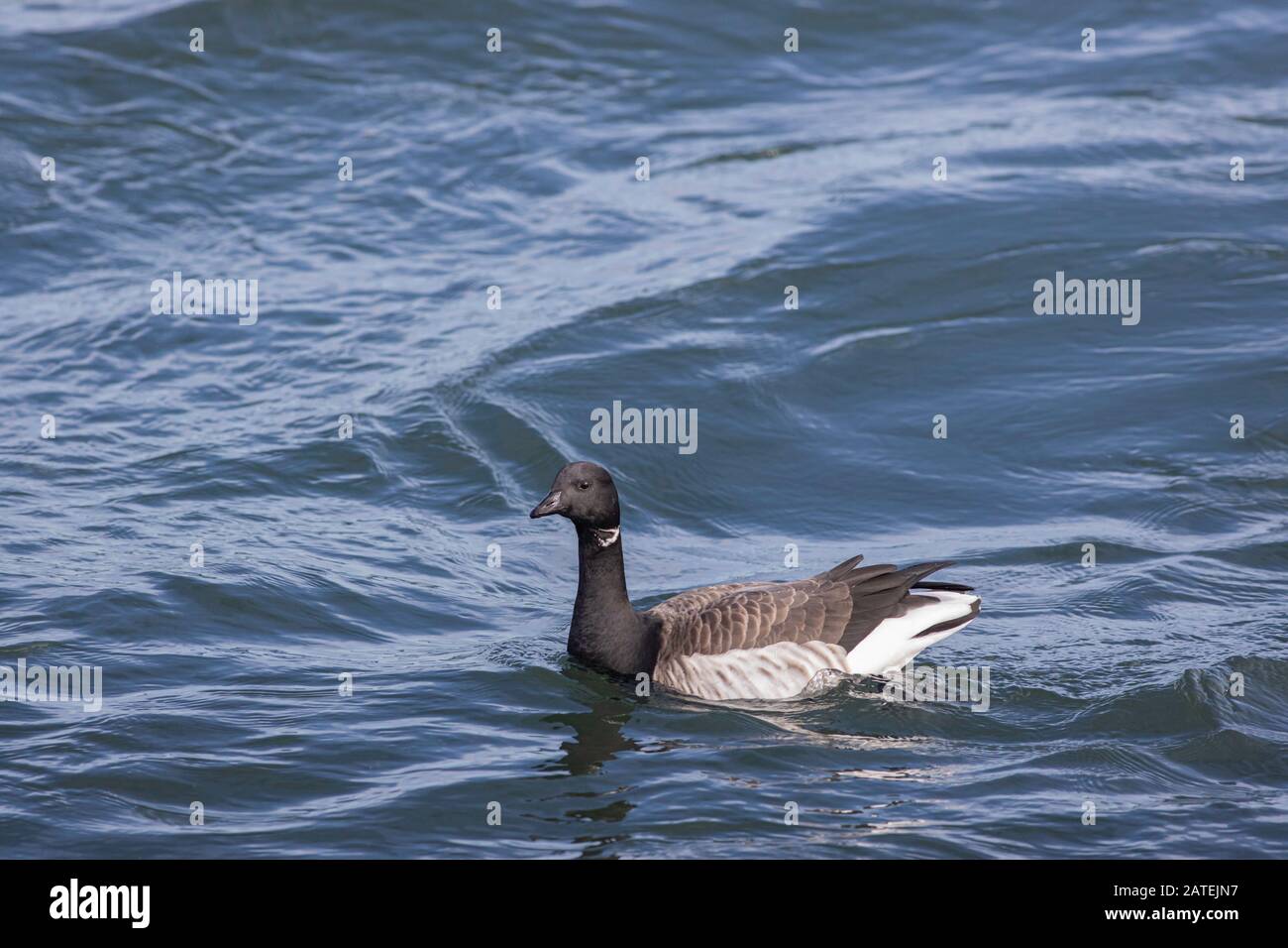 Black brant goose hi-res stock photography and images - Alamy