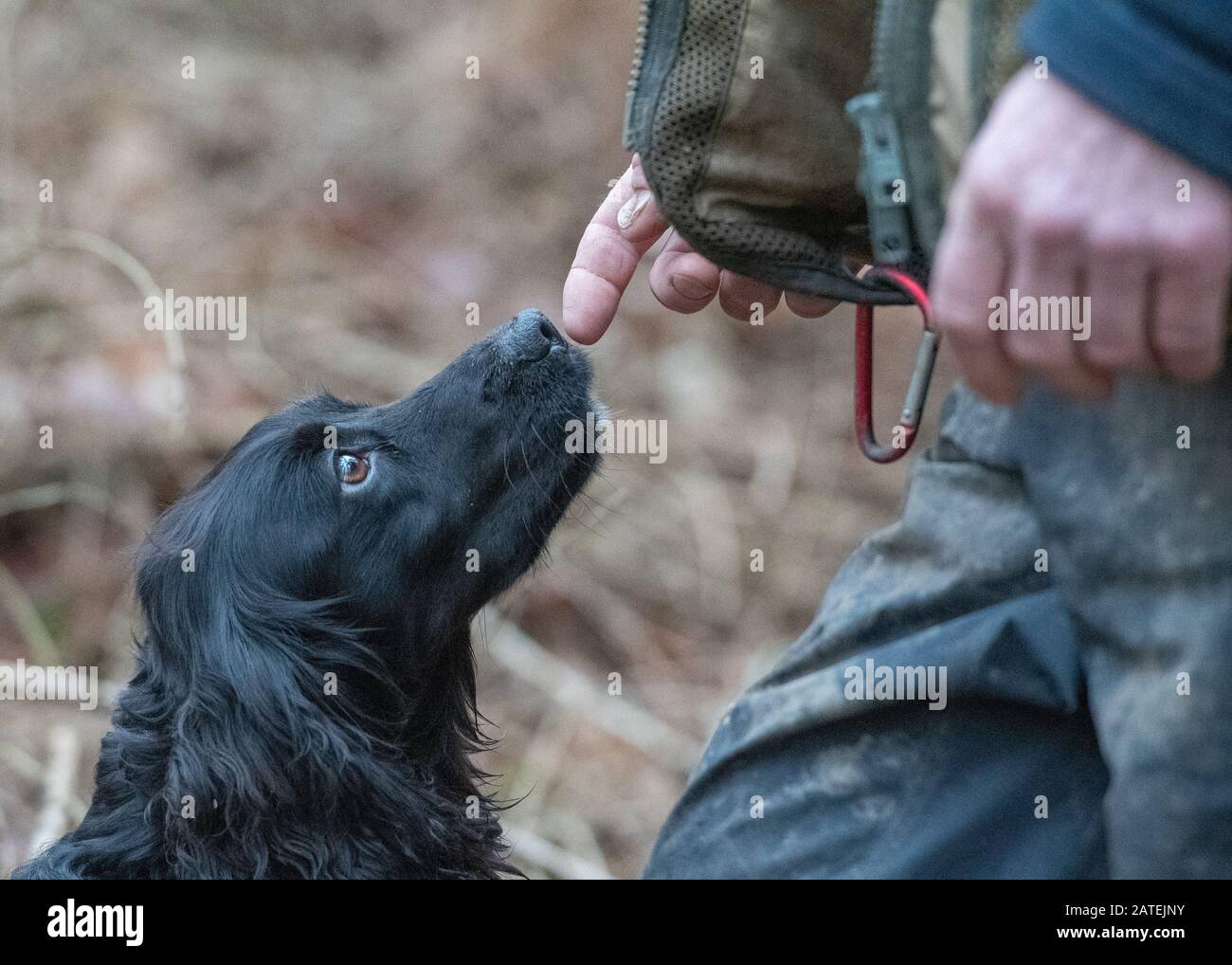 Working Cocker Spaniel Dog Stock Photo - Alamy