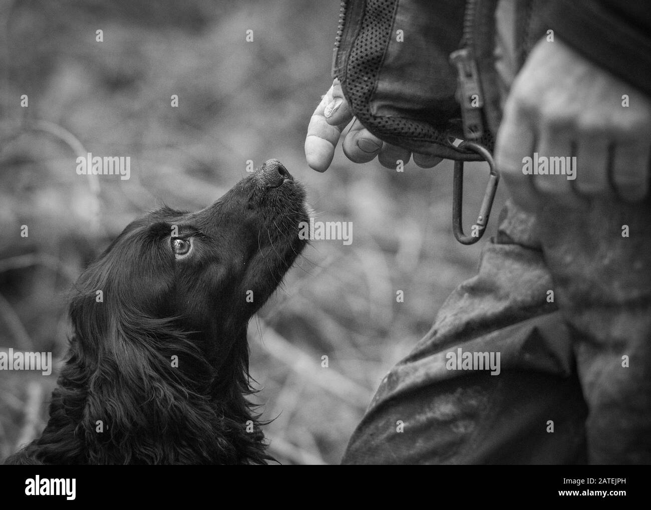 Kennel club working trials hi-res stock photography and images - Alamy