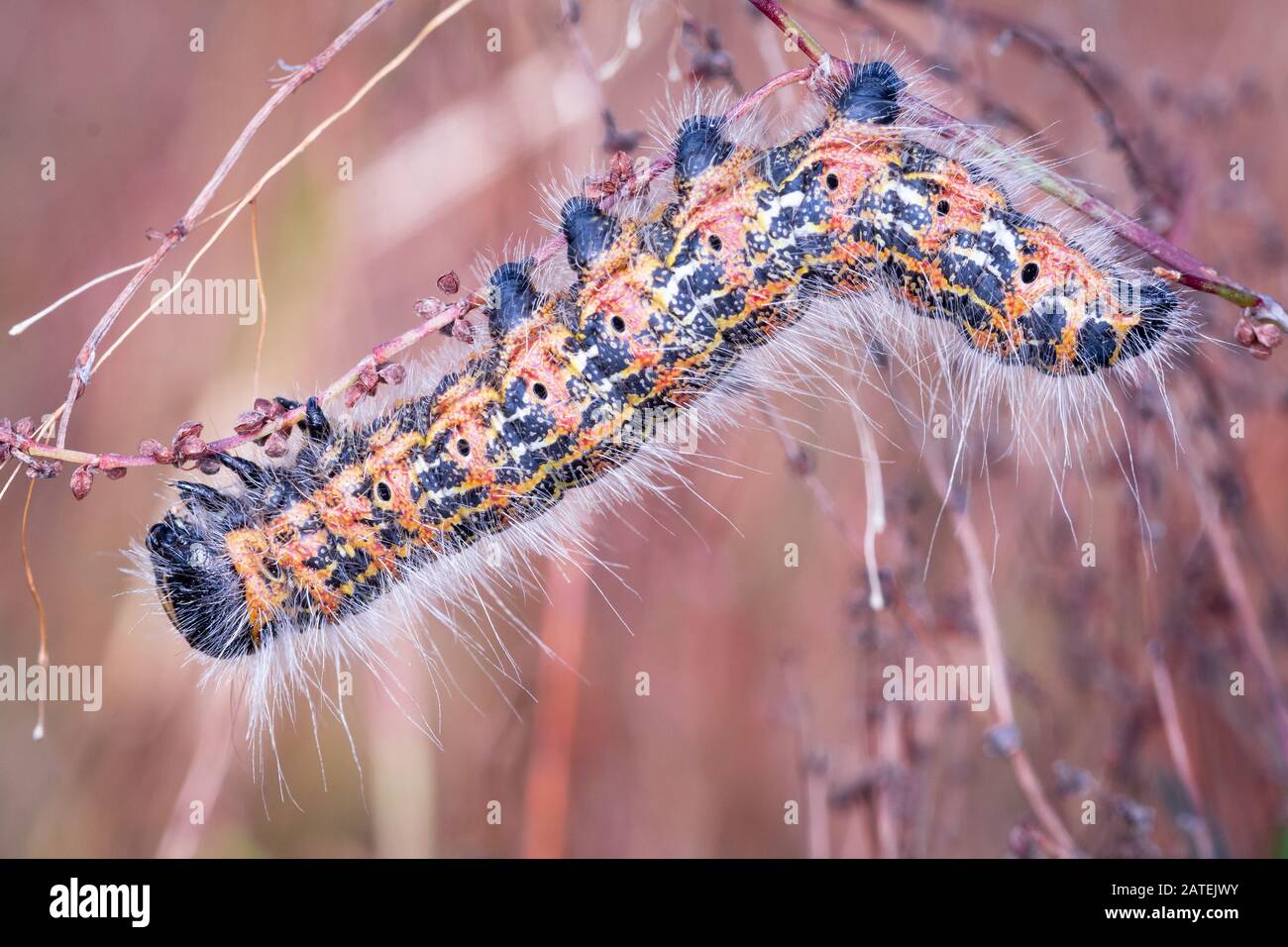 Buff tip moth larvae hi-res stock photography and images - Alamy