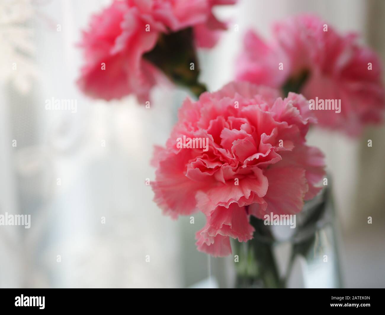 Pink layers hi-res stock photography and images - Alamy