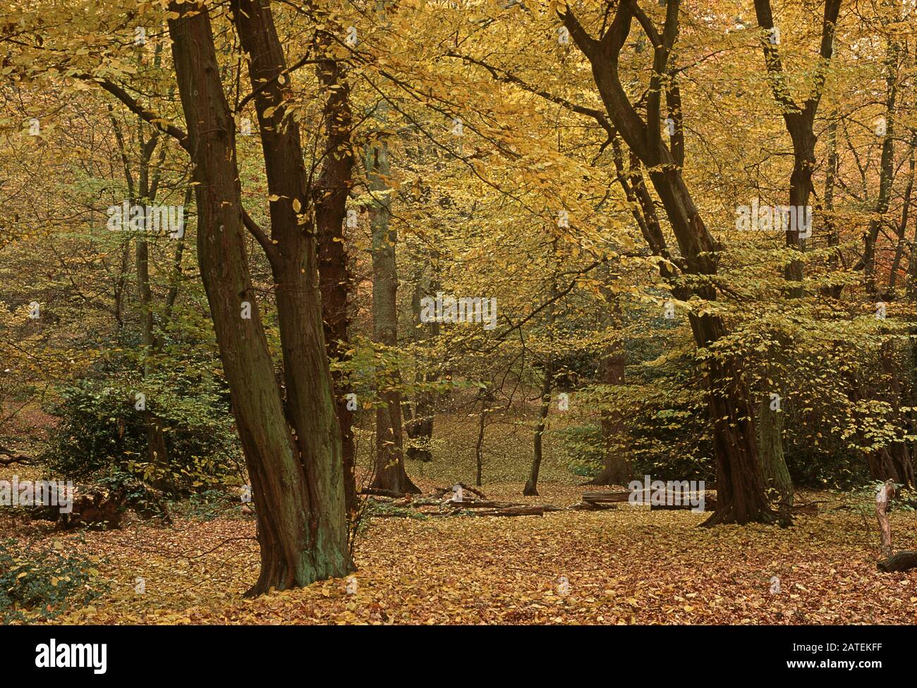 Autumn in Highgate Woods, North London, England Stock Photo - Alamy