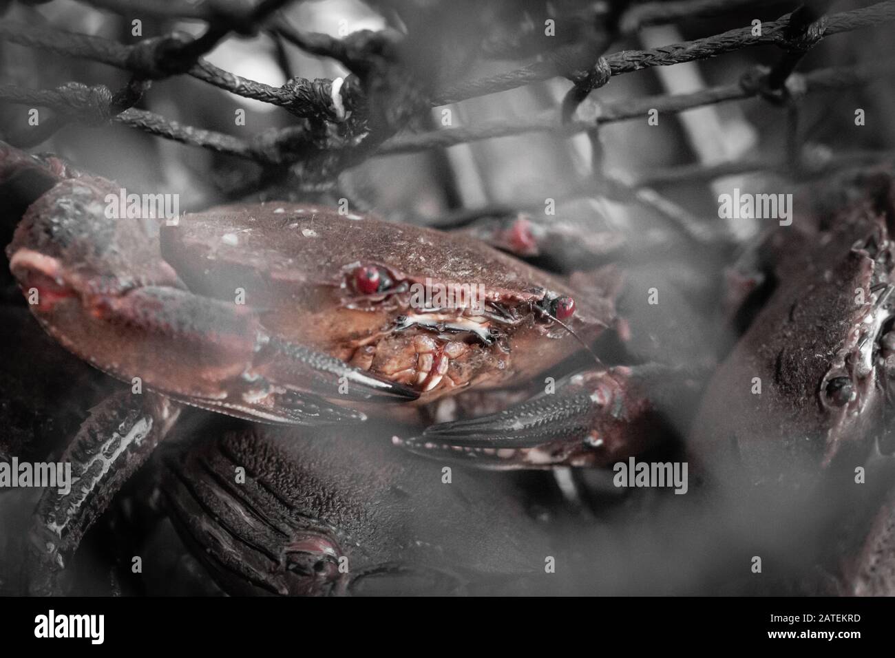 Freshly caught velvet swimmer crabs (Necora puber) netted off the ...