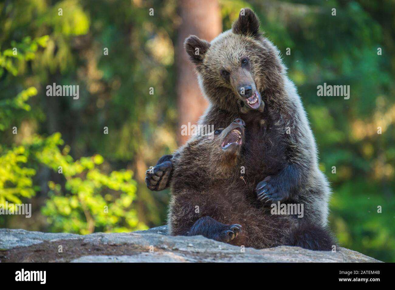 Braunbaer spielt mit Jungtier, (Ursus arctos, Finnland Stock Photo - Alamy