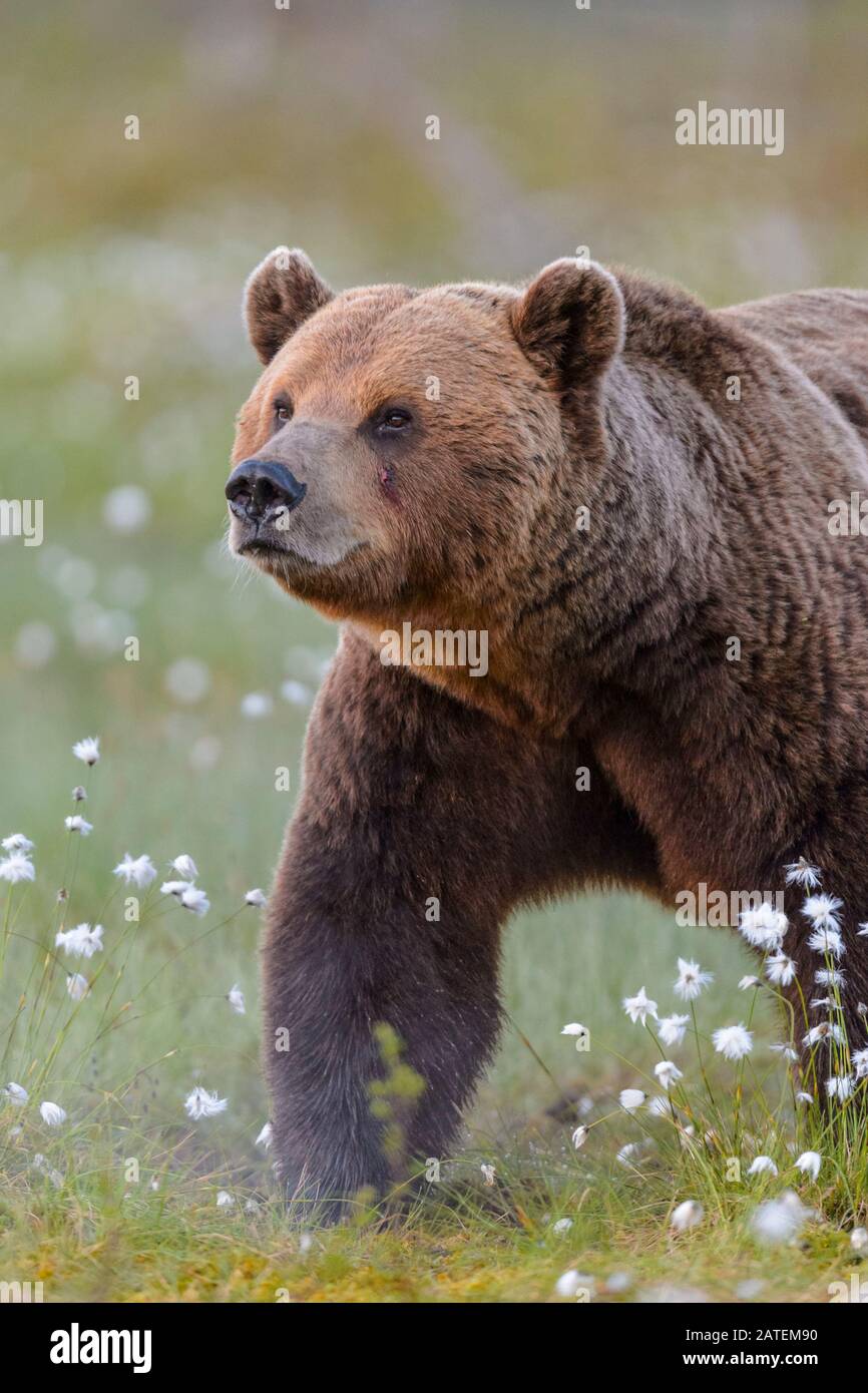 Braunbaer in Wiese, Wollgras, Finnland, (Ursus arctos Stock Photo - Alamy