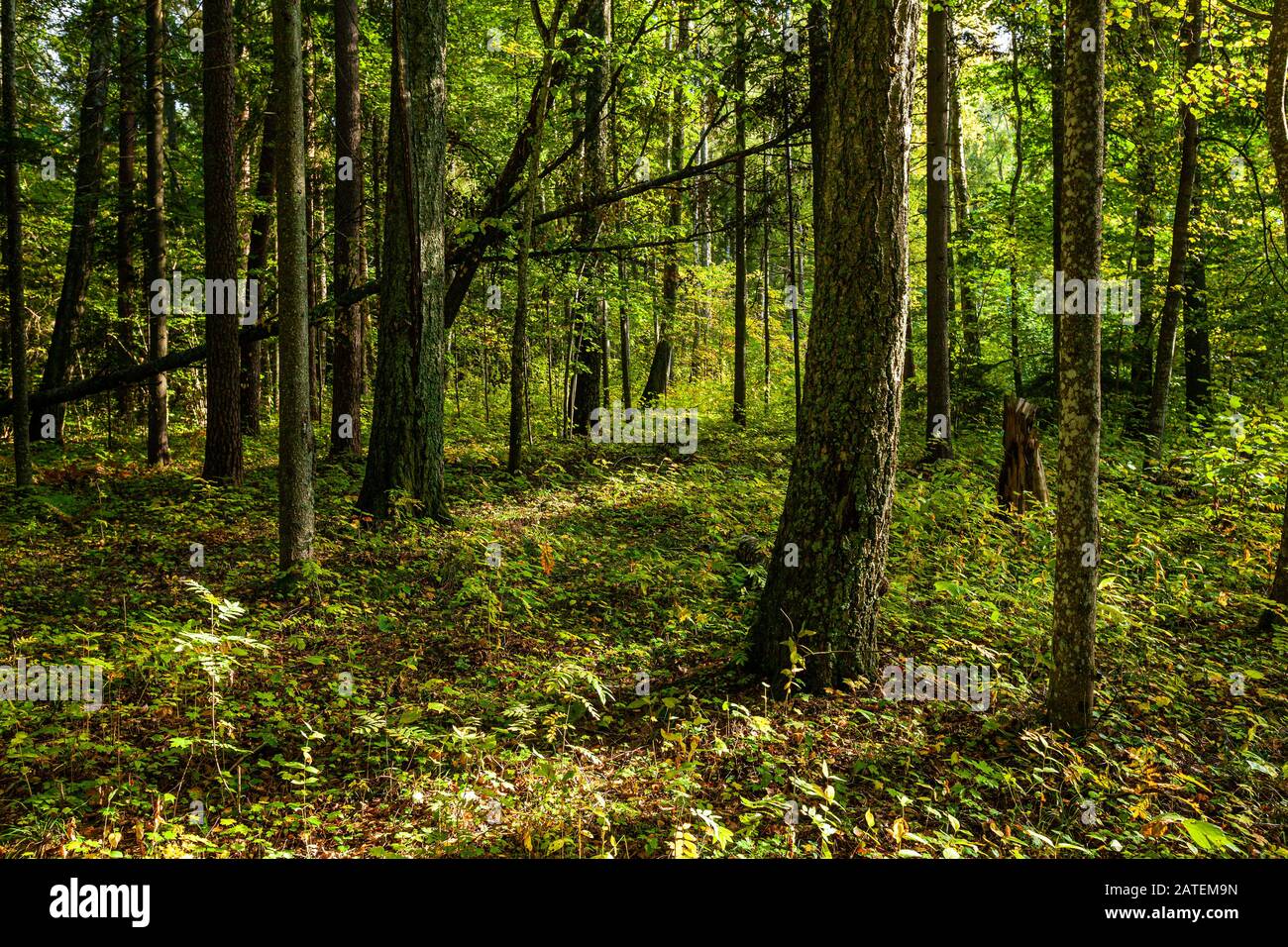 Sunlight filtering through the trees in the woods Stock Photo - Alamy
