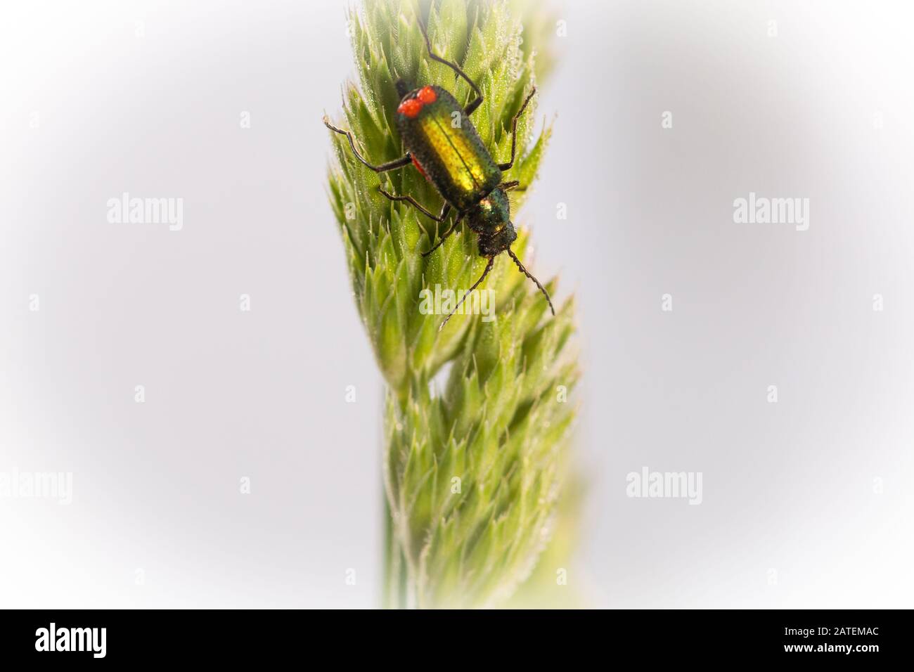 Bright coloured beetle hi-res stock photography and images - Alamy