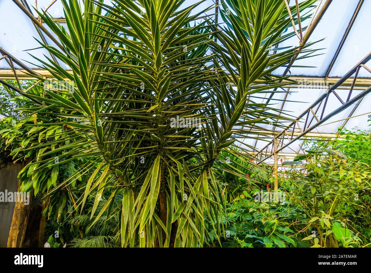 Jamaican Trees And Plants at Marco Linder blog