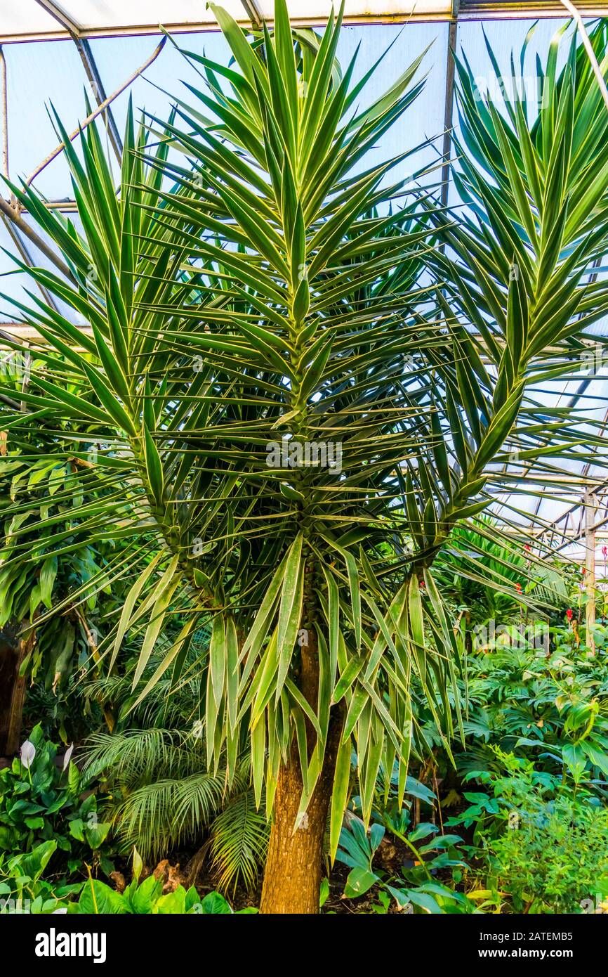 the leaves and branches of a song of india tree, popular exotic plant ...