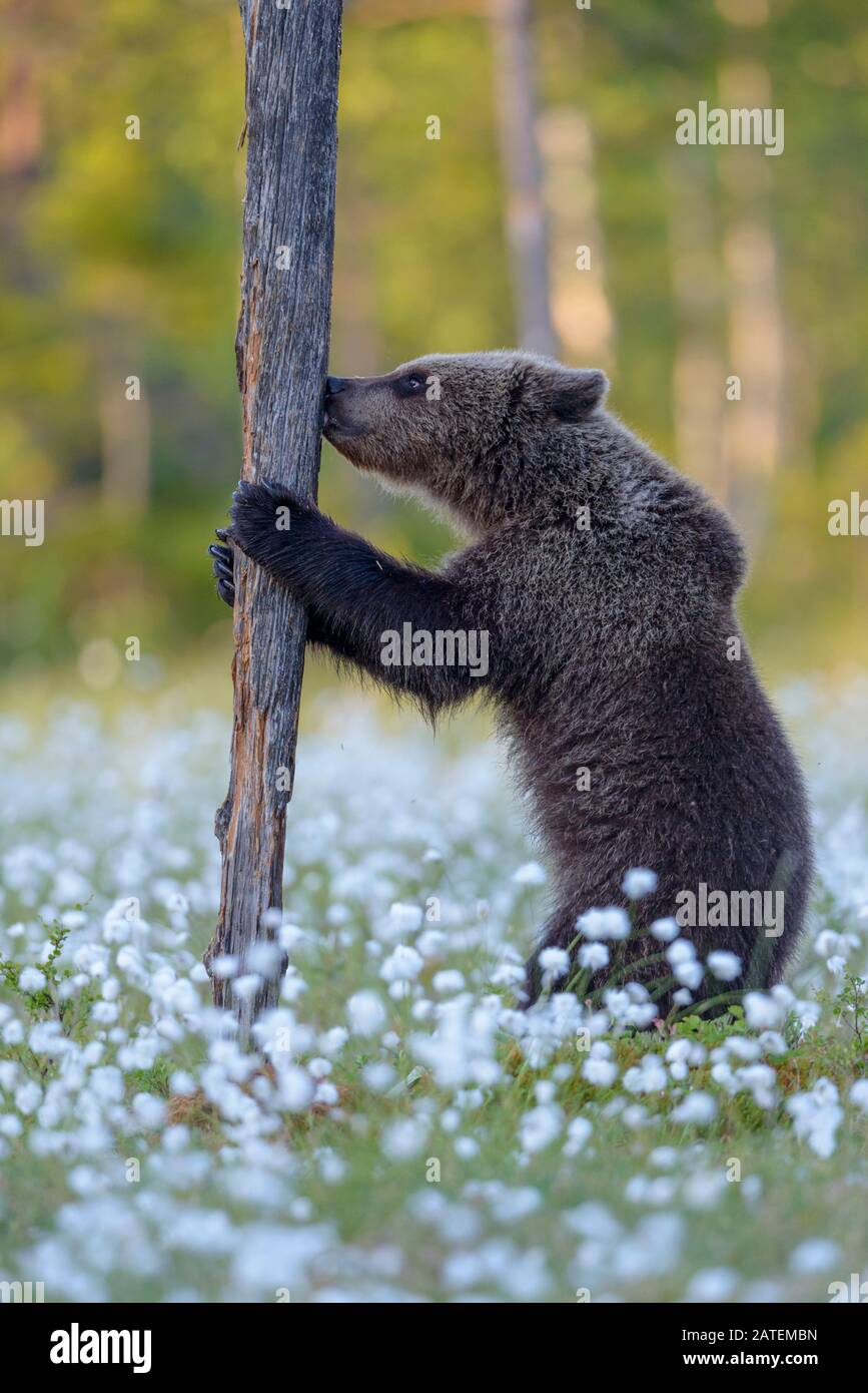 Braunbaer klettert an Baumstamm, Finnland, (Ursus arctos Stock Photo ...