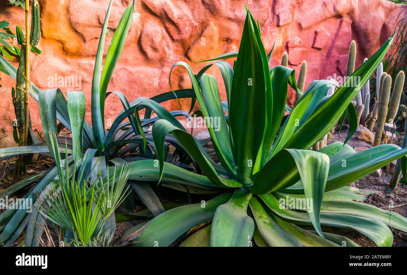 big agave plant in a tropical garden, popular exotic plant specie from ...