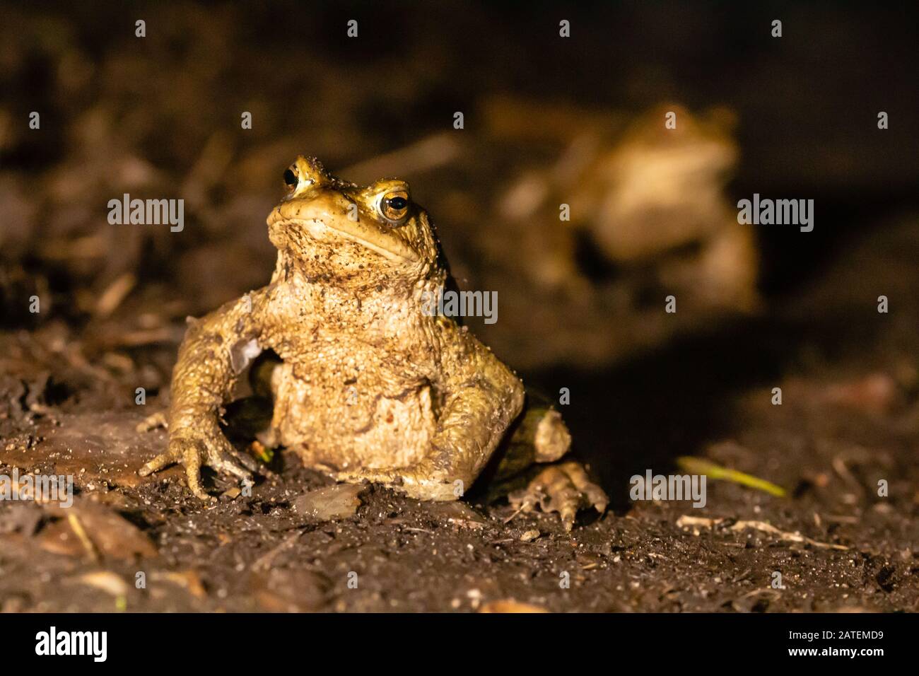 Mating time for bufo bufo hi-res stock photography and images - Alamy