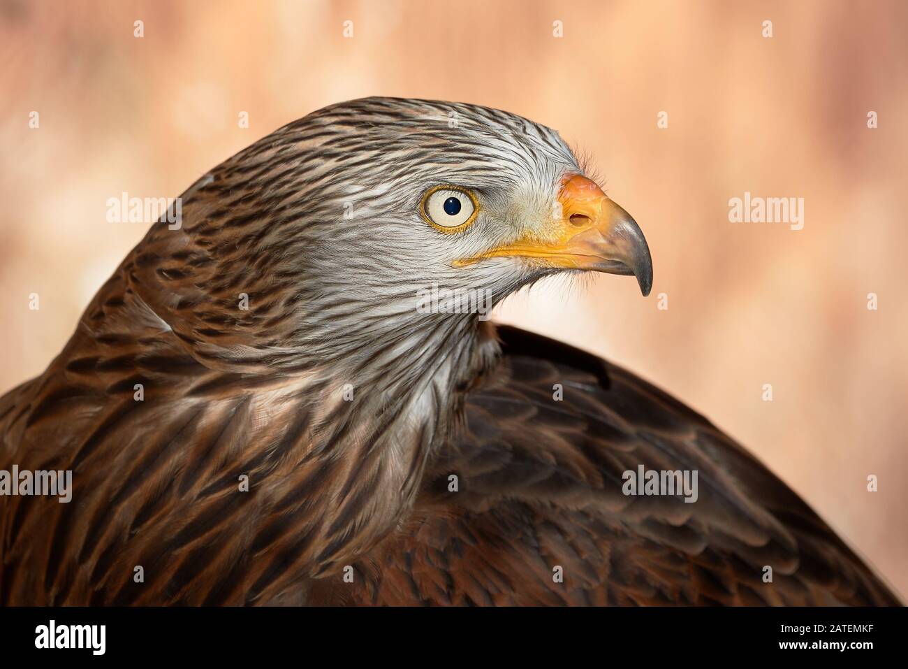 Red Kite head closeup (Milvus milvus Stock Photo - Alamy