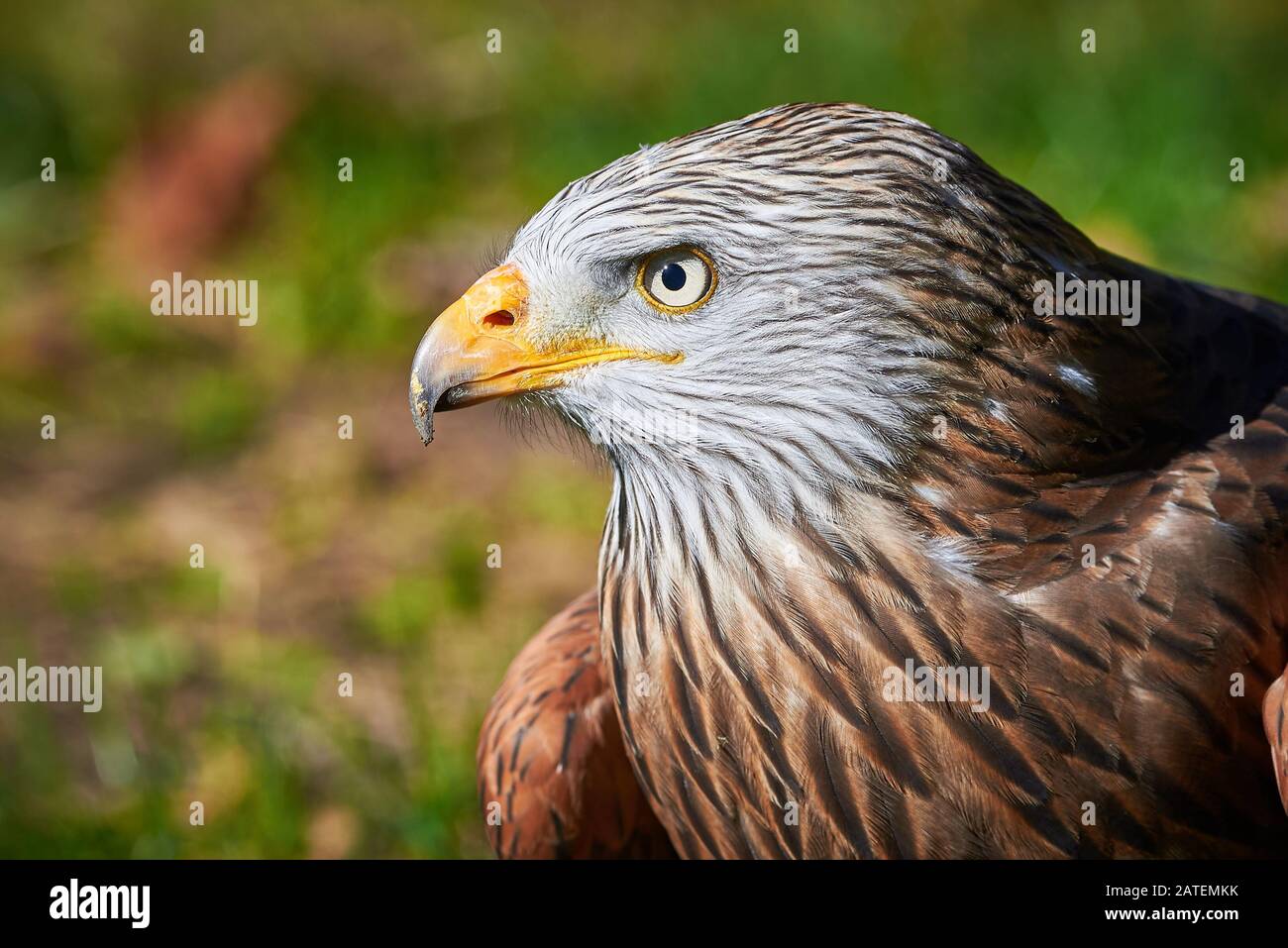 Red Kite head closeup (Milvus milvus Stock Photo - Alamy
