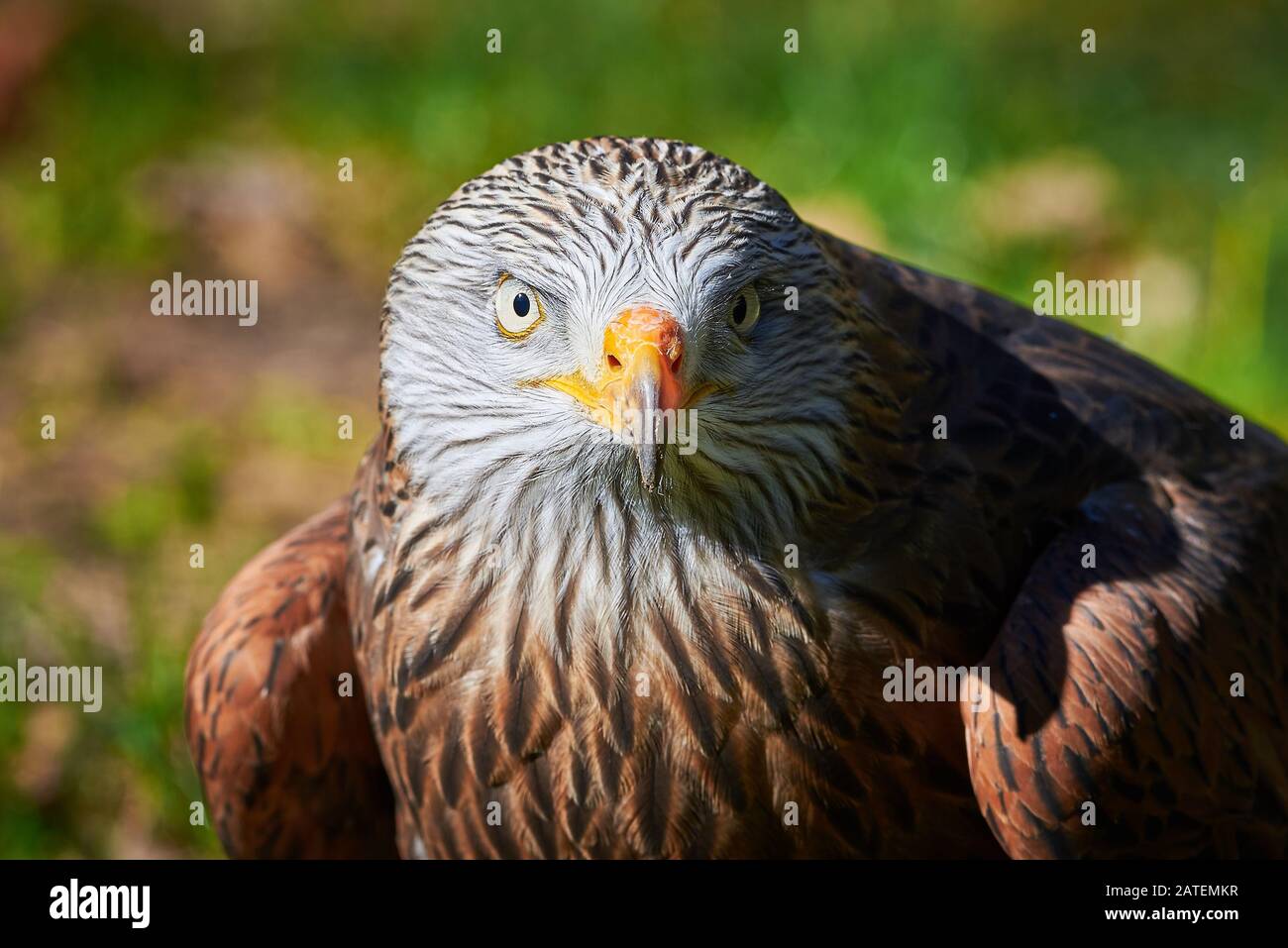 Red Kite head closeup (Milvus milvus Stock Photo - Alamy