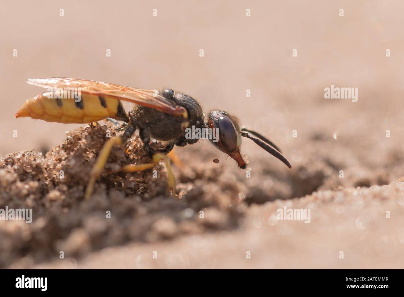 A beewolf can be seen digging the sand to create a burrow to place its ...