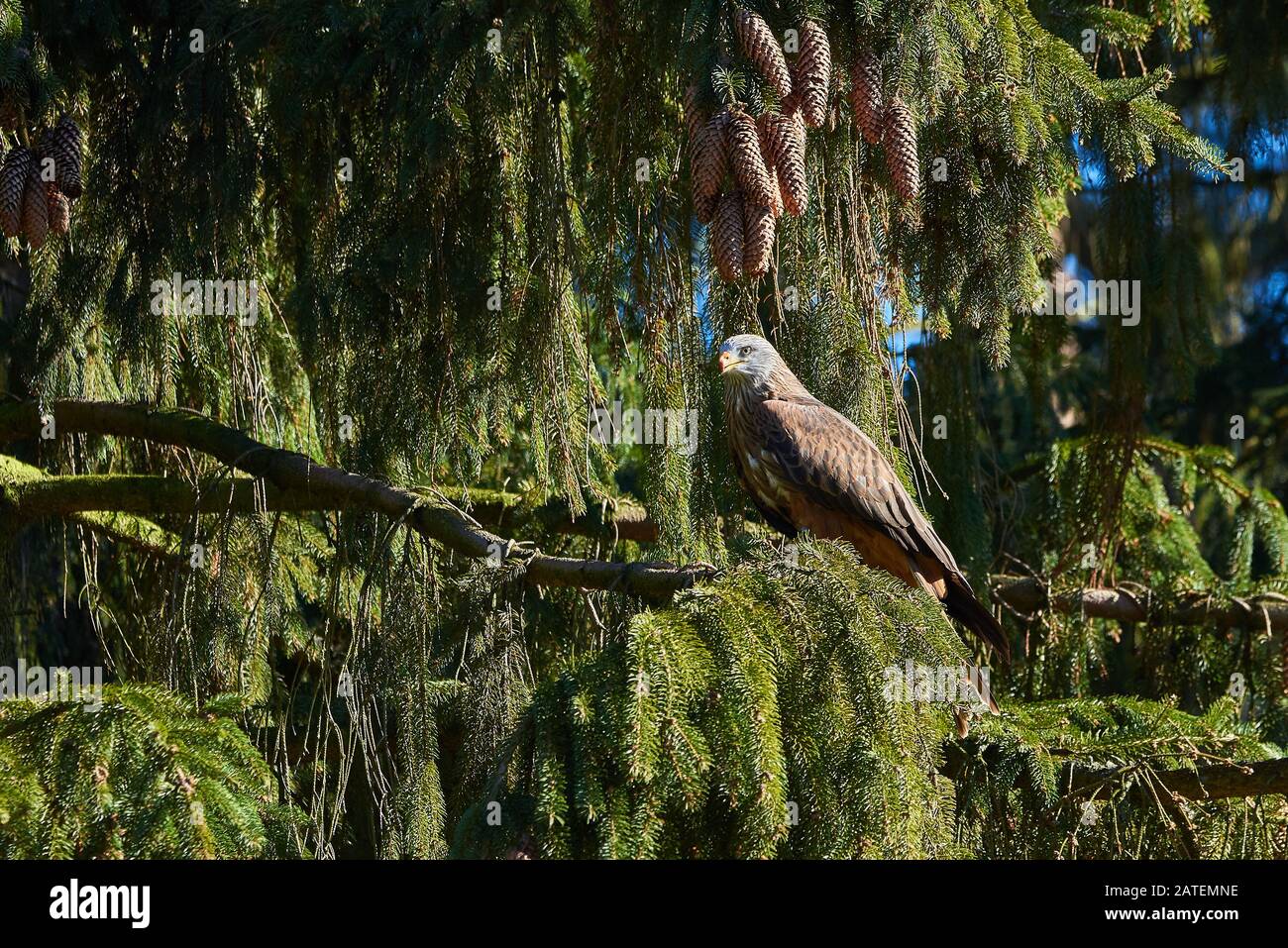 Red Kite on a branch (Milvus milvus), Falconry Stock Photo - Alamy