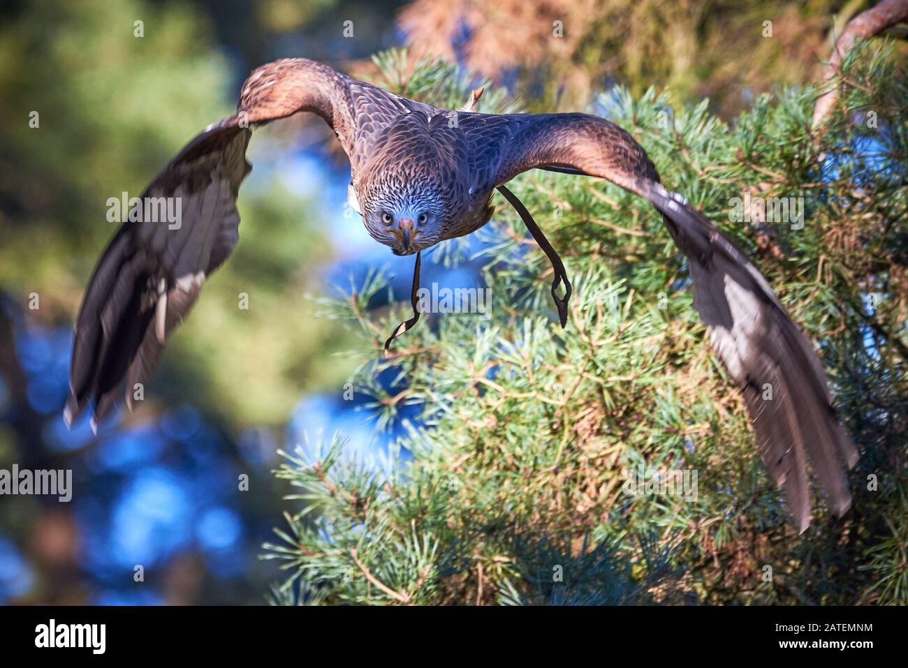 Red Kite in flight (Milvus milvus), Falconry Stock Photo - Alamy